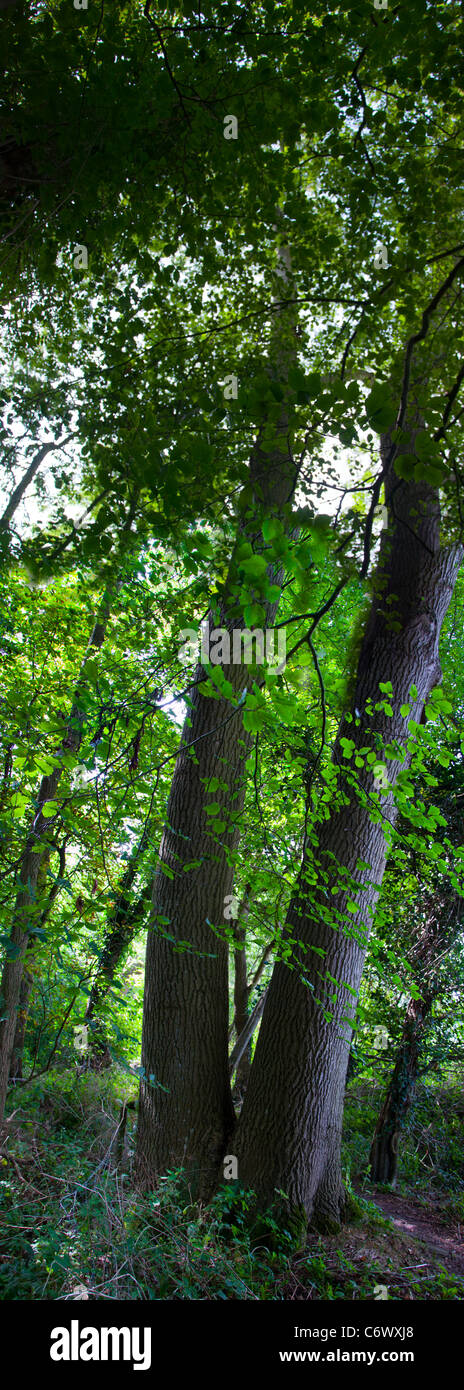 Twin trunks hi-res stock photography and images - Alamy
