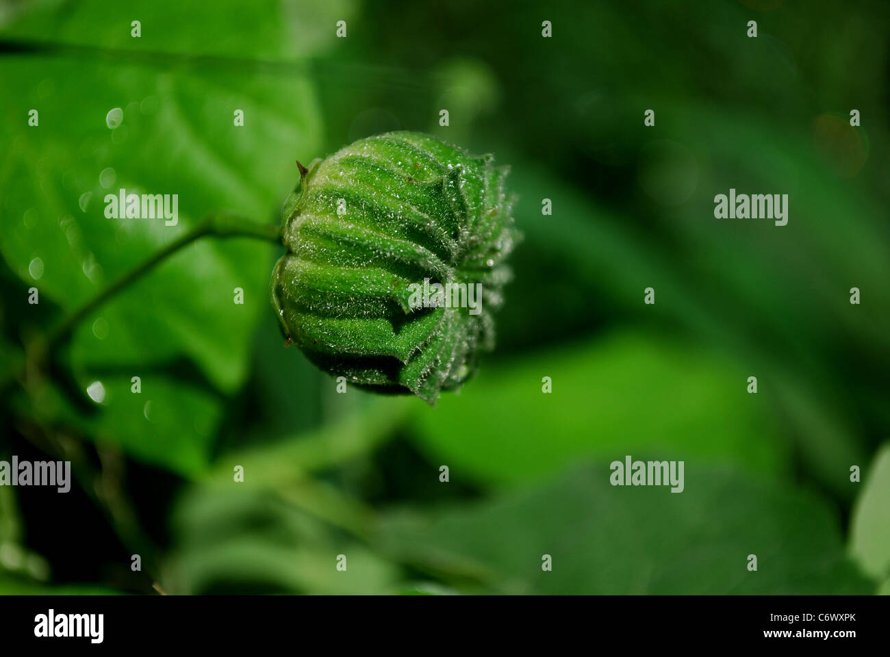 Indian mallow plant hi-res stock photography and images - Alamy