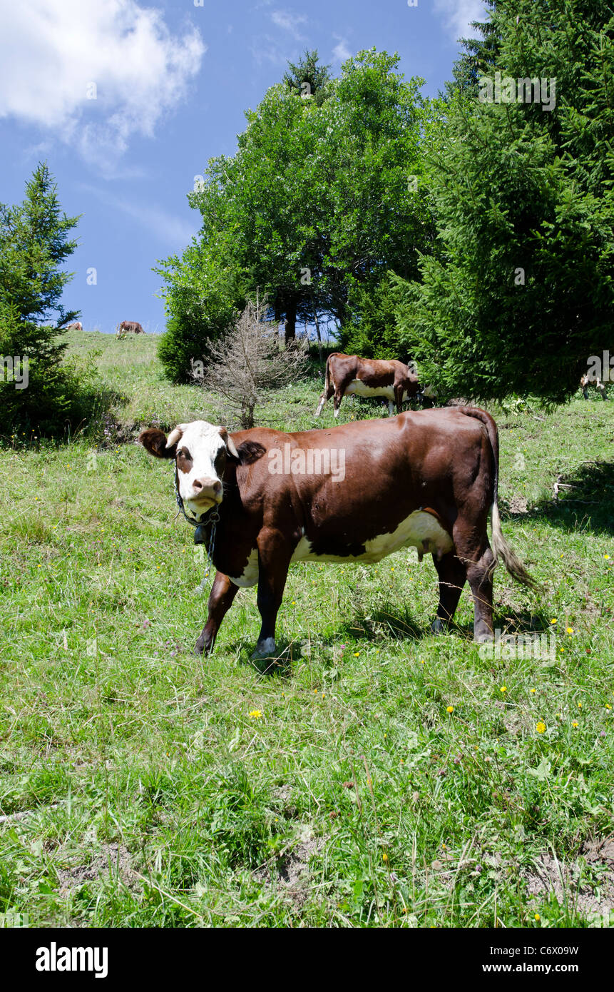 Alpine cow Col des Annes near Grand Bornand Haute-Savoie département ...