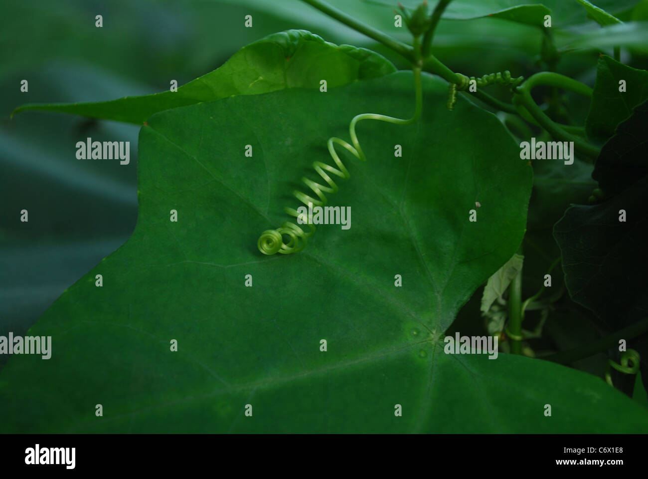 Close up vines hi-res stock photography and images - Alamy