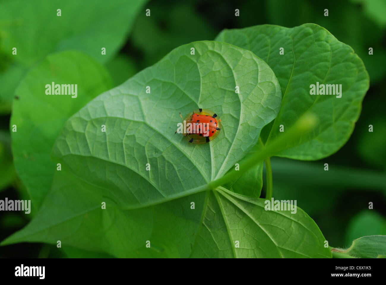Golden tortoise hi-res stock photography and images - Alamy