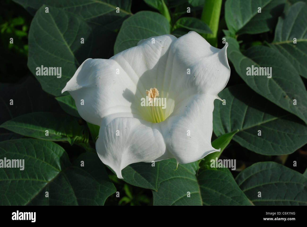 Datura flower hi-res stock photography and images - Alamy