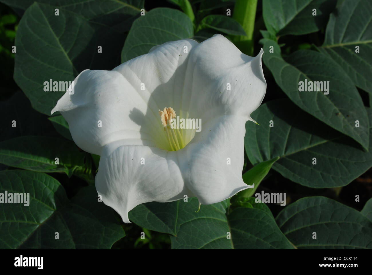 Datura flower hi-res stock photography and images - Alamy