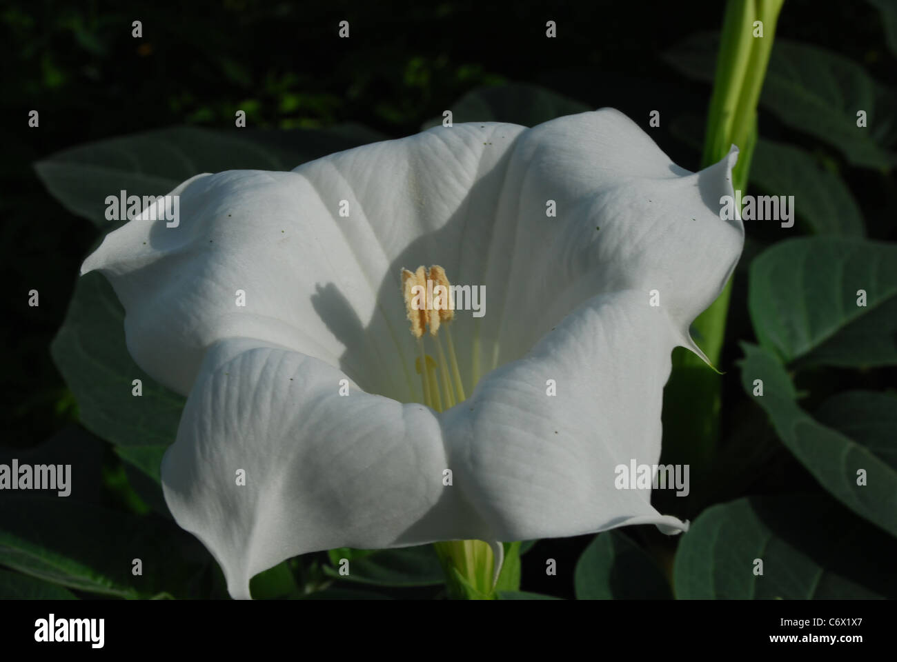 Datura flower hi-res stock photography and images - Alamy