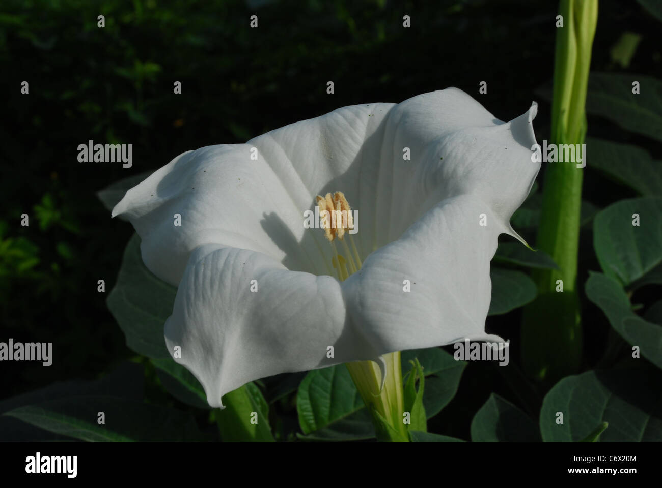 Datura flower hi-res stock photography and images - Alamy