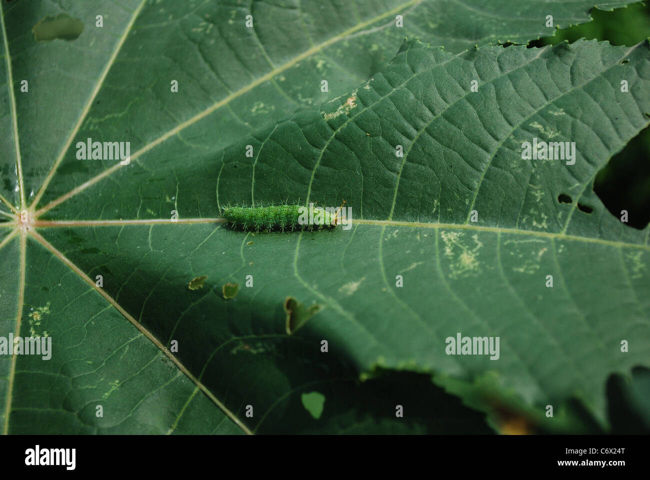 Caterpillar close up hi-res stock photography and images - Alamy
