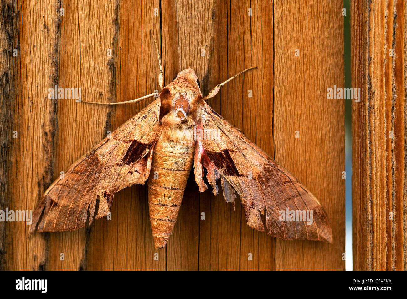 hawkmoth hawk moth Stock Photo - Alamy
