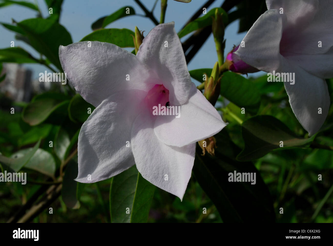 Rubber vine hi-res stock photography and images - Alamy