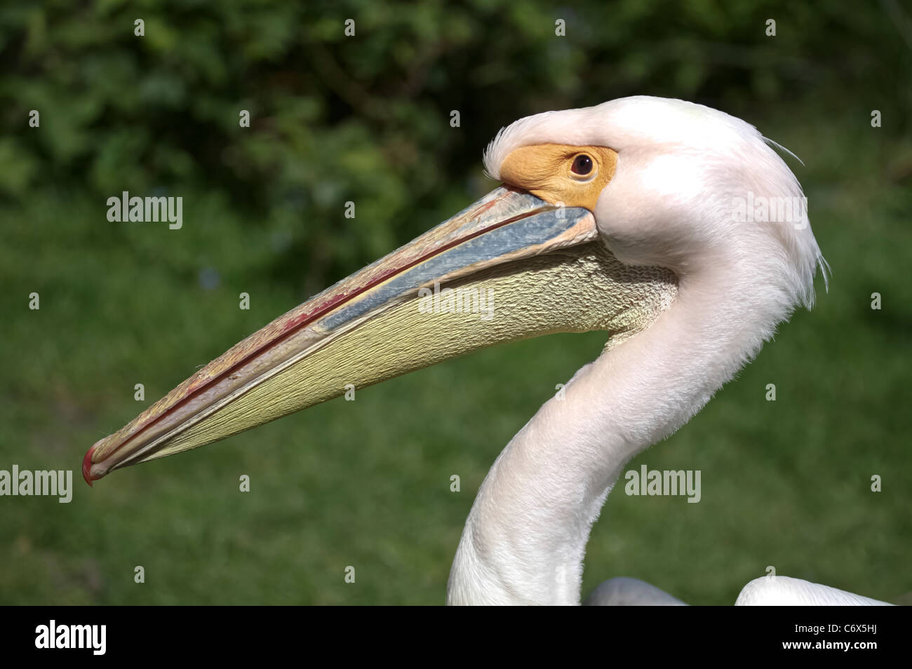 Head of white Pelican Stock Photo - Alamy