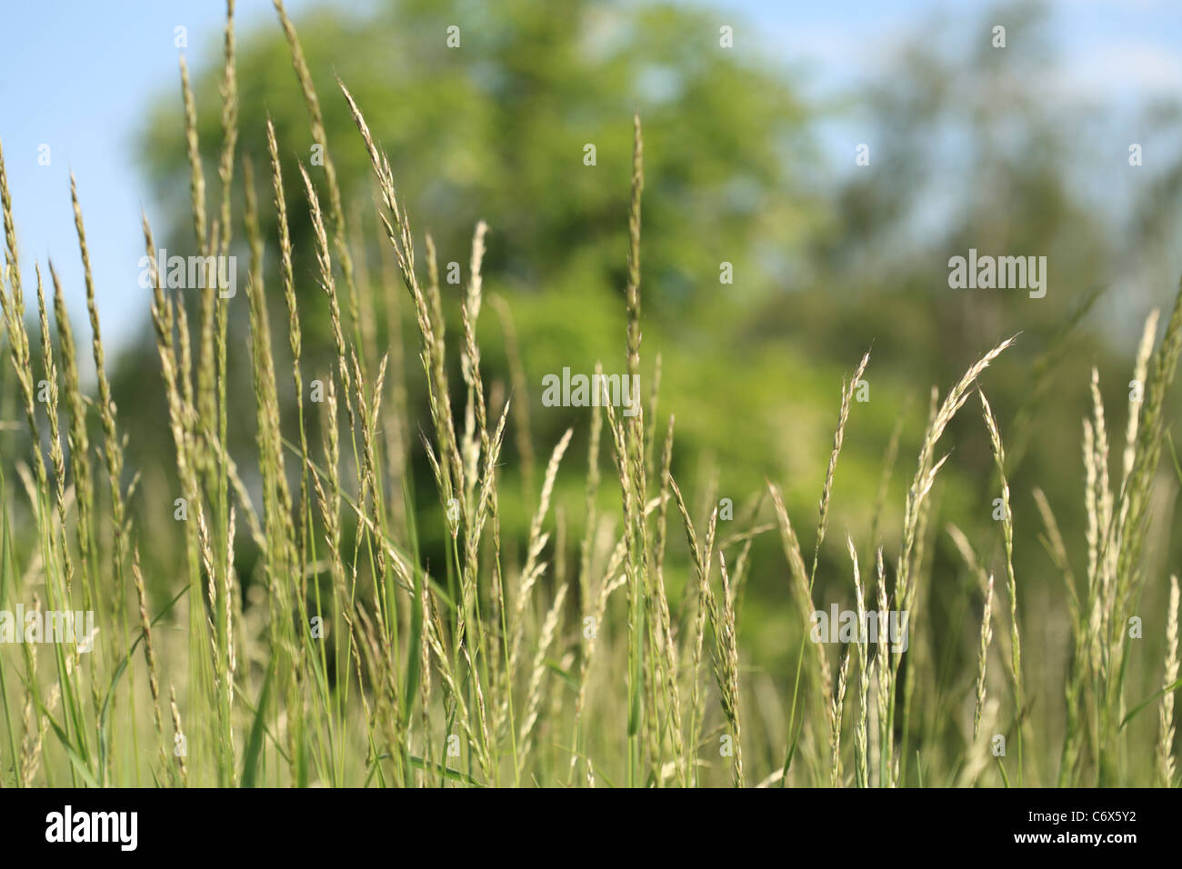 Spikelets grass hi-res stock photography and images - Alamy
