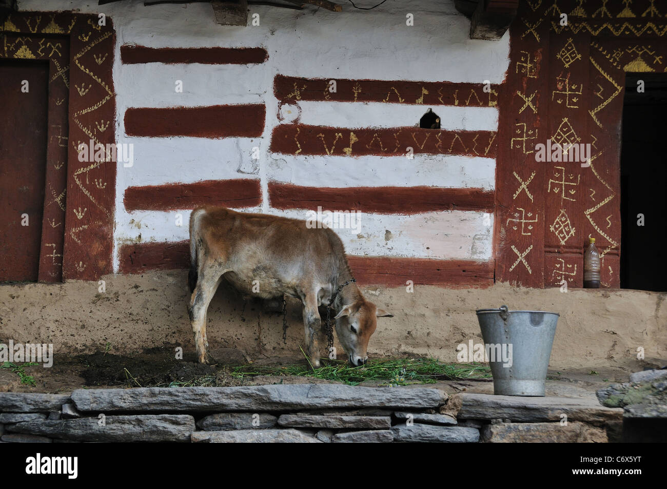 People take care cow very much Stock Photo - Alamy