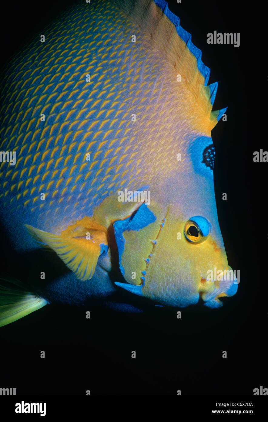 Queen Angelfish (Holacanthus ciliaris), Bahamas - Caribbean Sea Stock ...