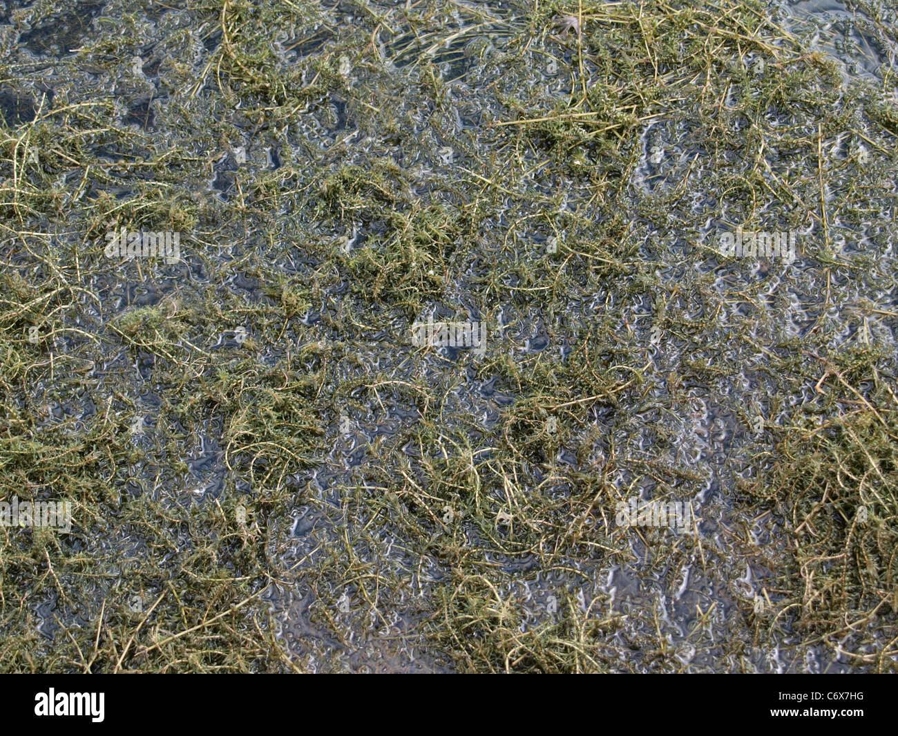 Canadian pondweed elodea canadensis hi-res stock photography and images ...
