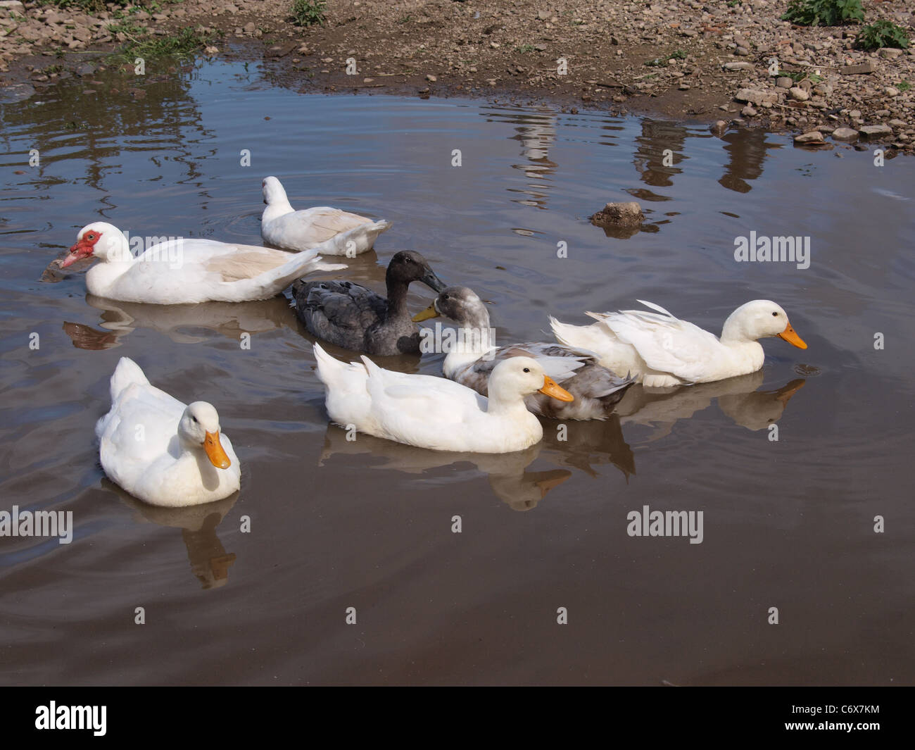 Farmyard duck hi-res stock photography and images - Alamy