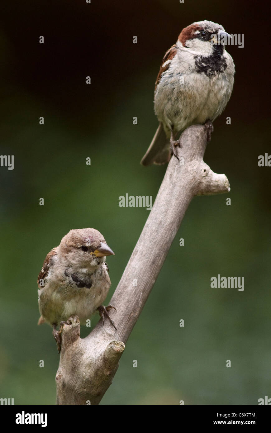 Two house sparrows hi-res stock photography and images - Alamy