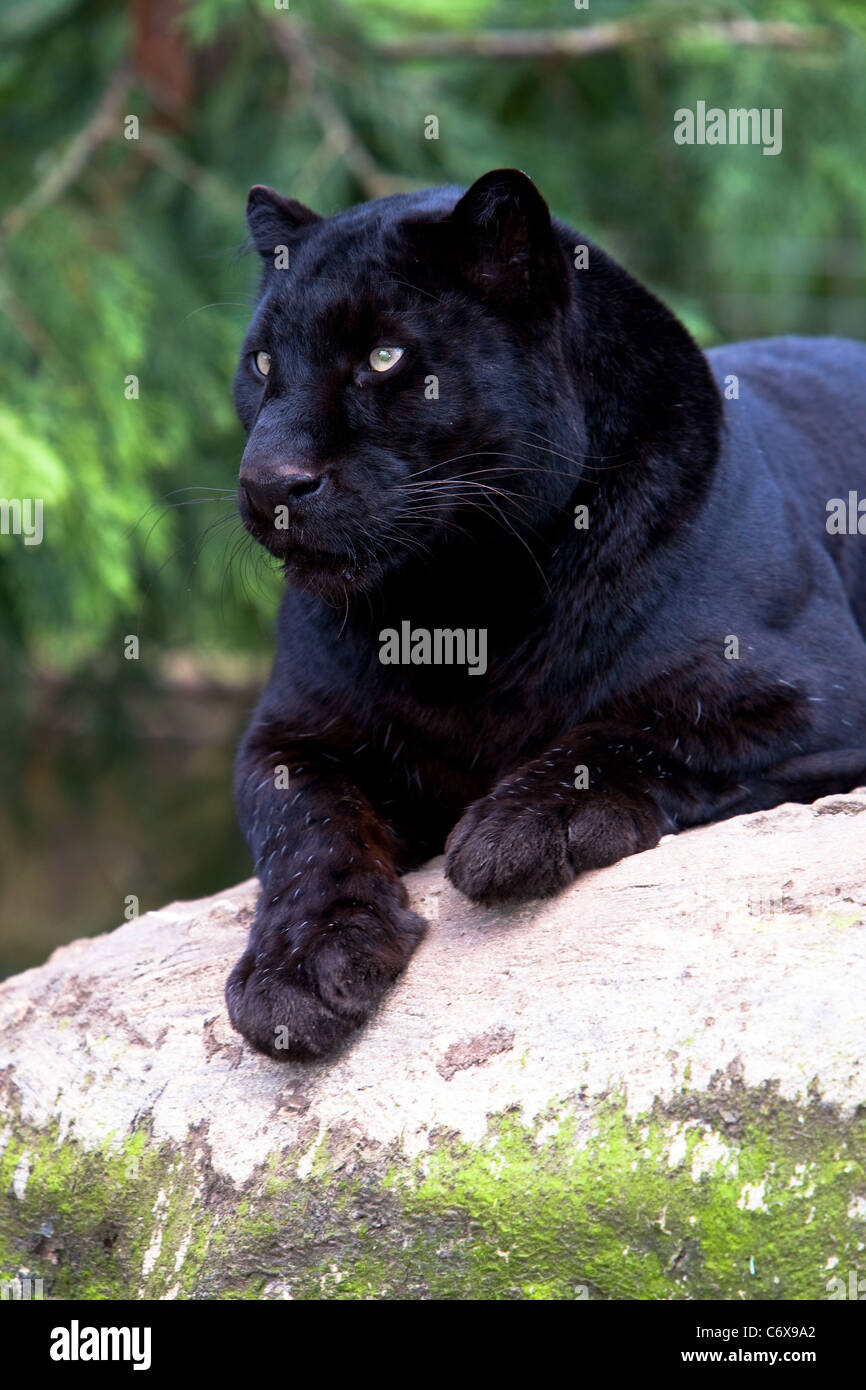 Black Panther resting on rock Stock Photo - Alamy