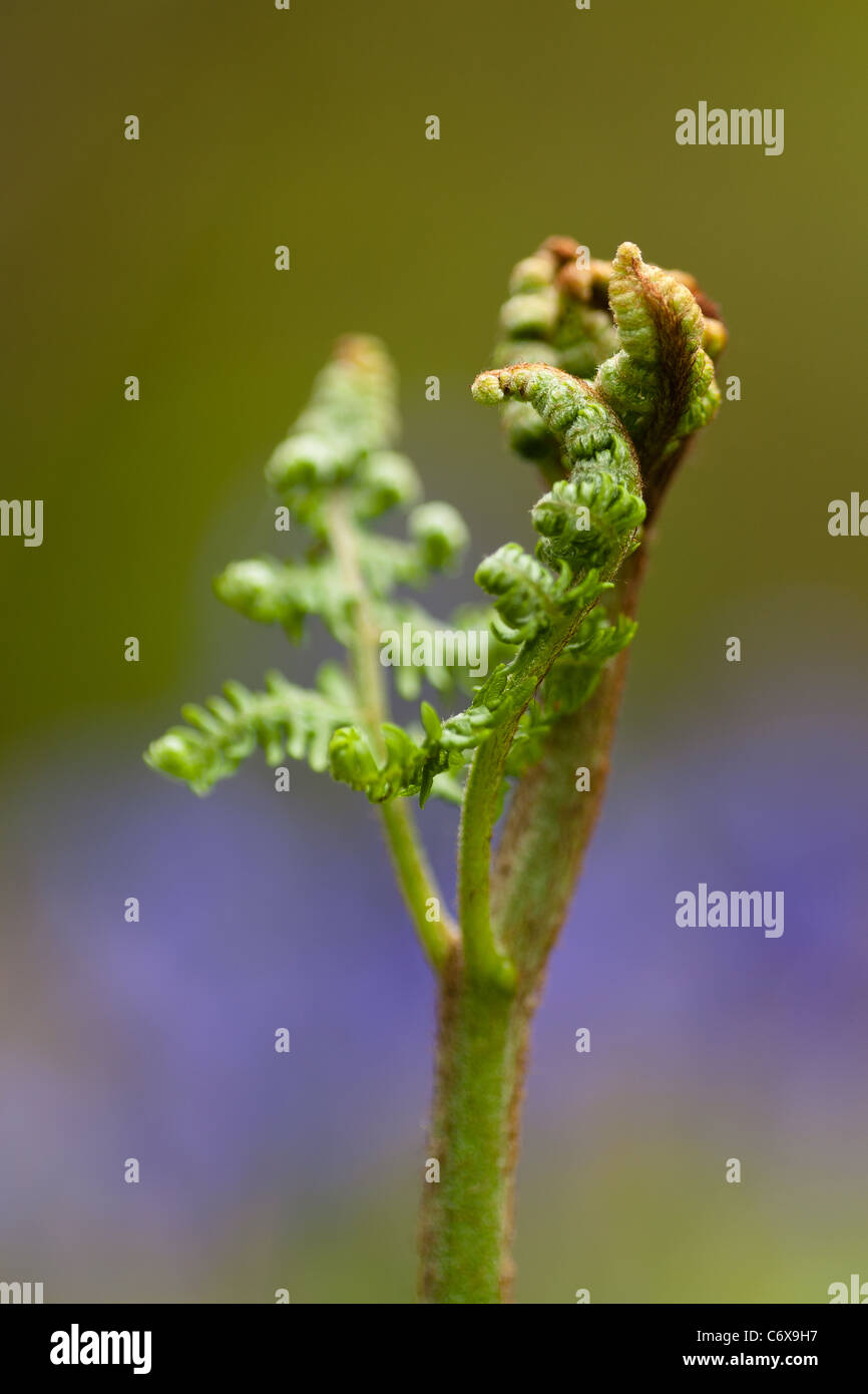 Unfurling flora hi-res stock photography and images - Alamy