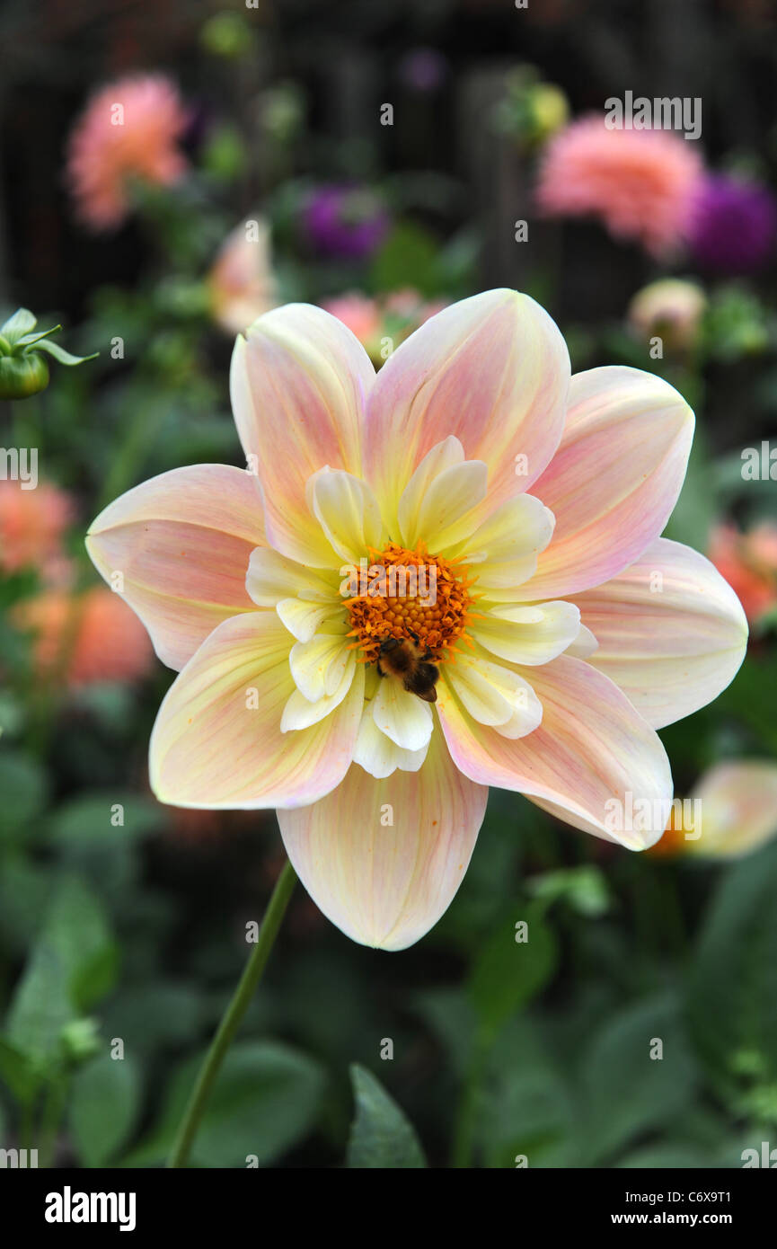 April Heather Dahlia Stock Photo - Alamy