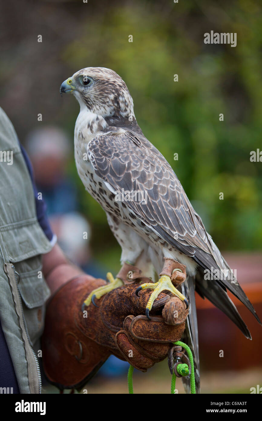 Saker Falcon