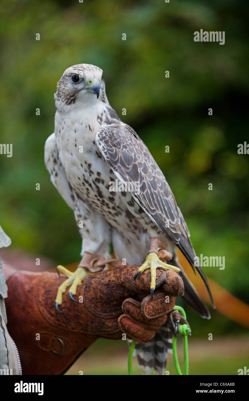 Captive Saker Falcon perched on gauntlet 119953 Bird Show Stock Photo ...
