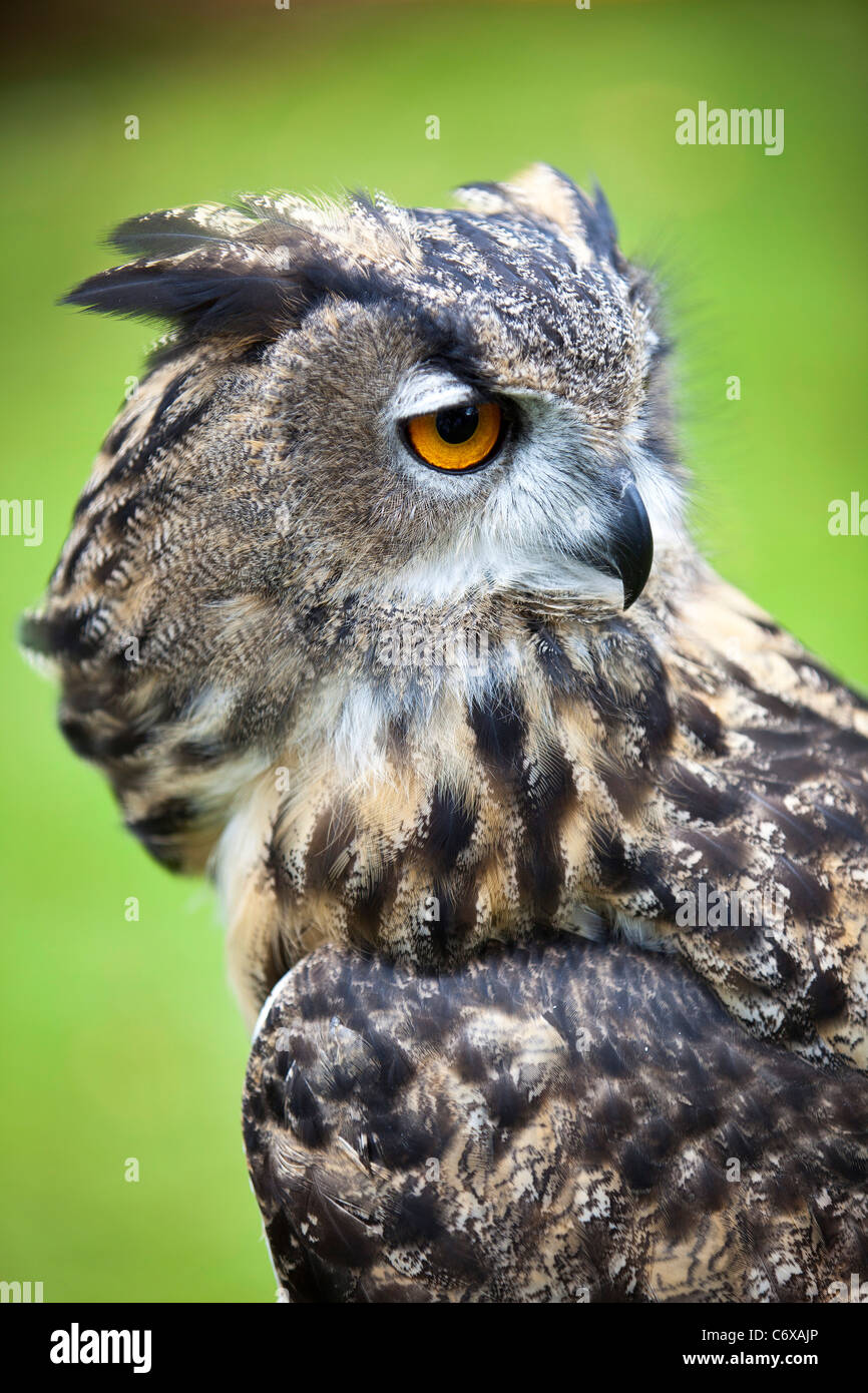 Eagle owl (latin: Bubo bubo) perched, green background. Pembrokeshire ...