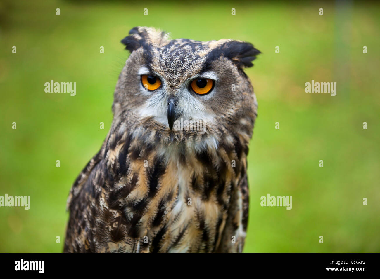 Eagle owl (latin: Bubo bubo) perched, facing green background ...