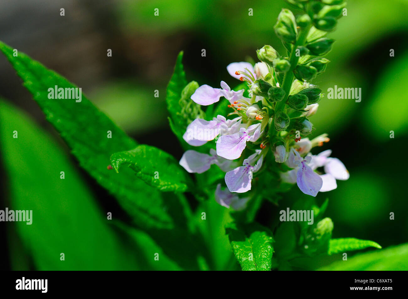 American Germander (Teucrium canadense Stock Photo - Alamy