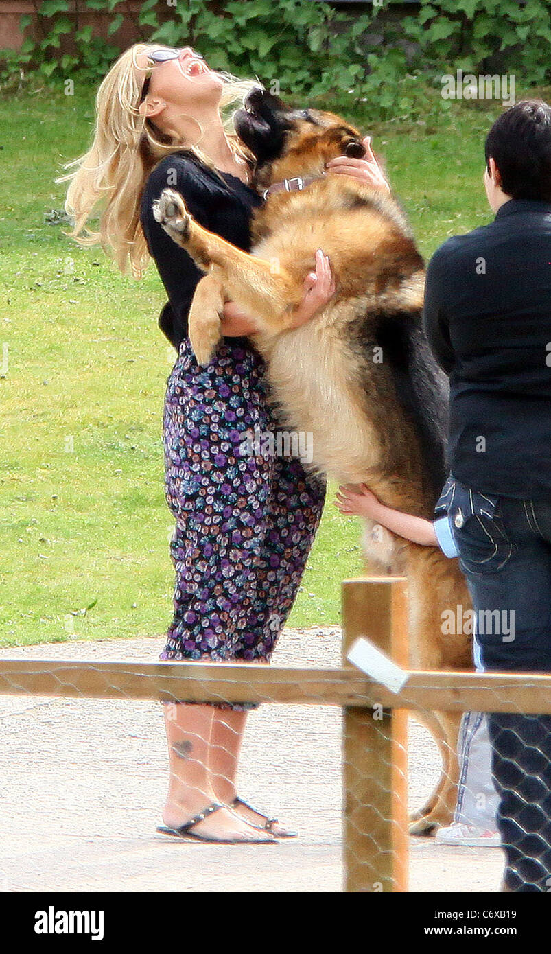 Playing german shepherd hi-res stock photography and images - Alamy