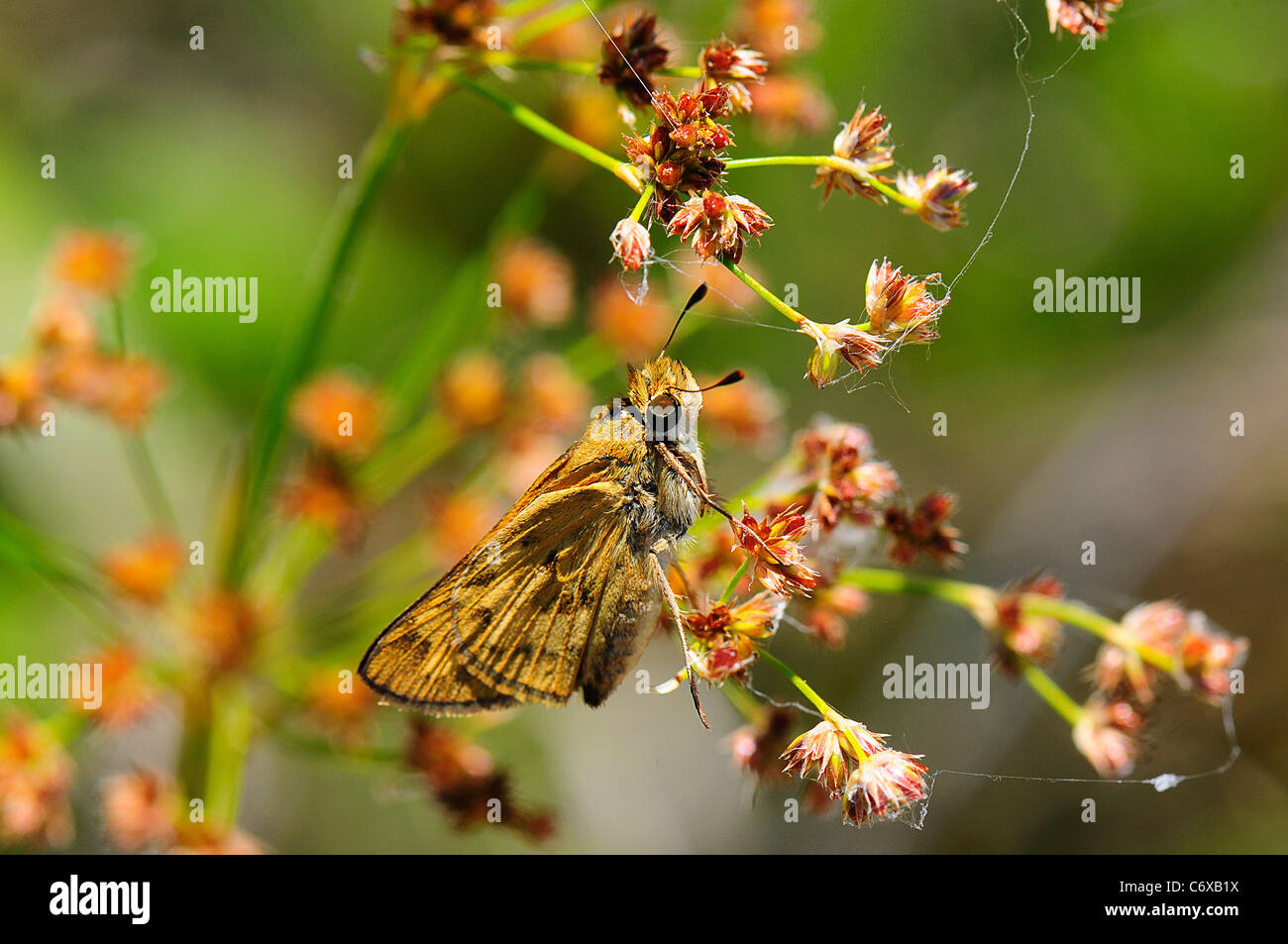 Fiery Skipper (Hylephila phyleus Stock Photo - Alamy