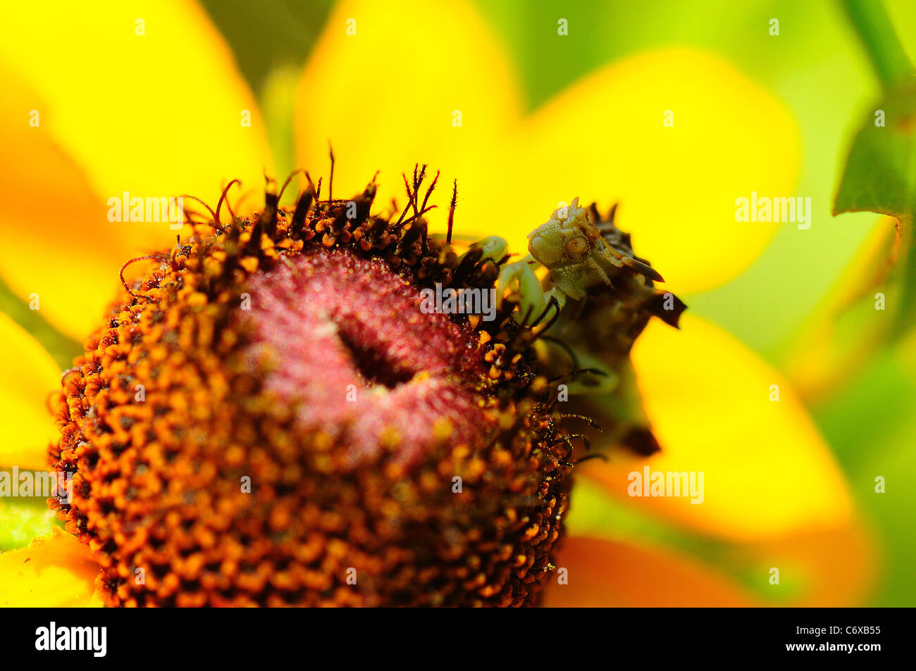 Ambush hi-res stock photography and images - Alamy