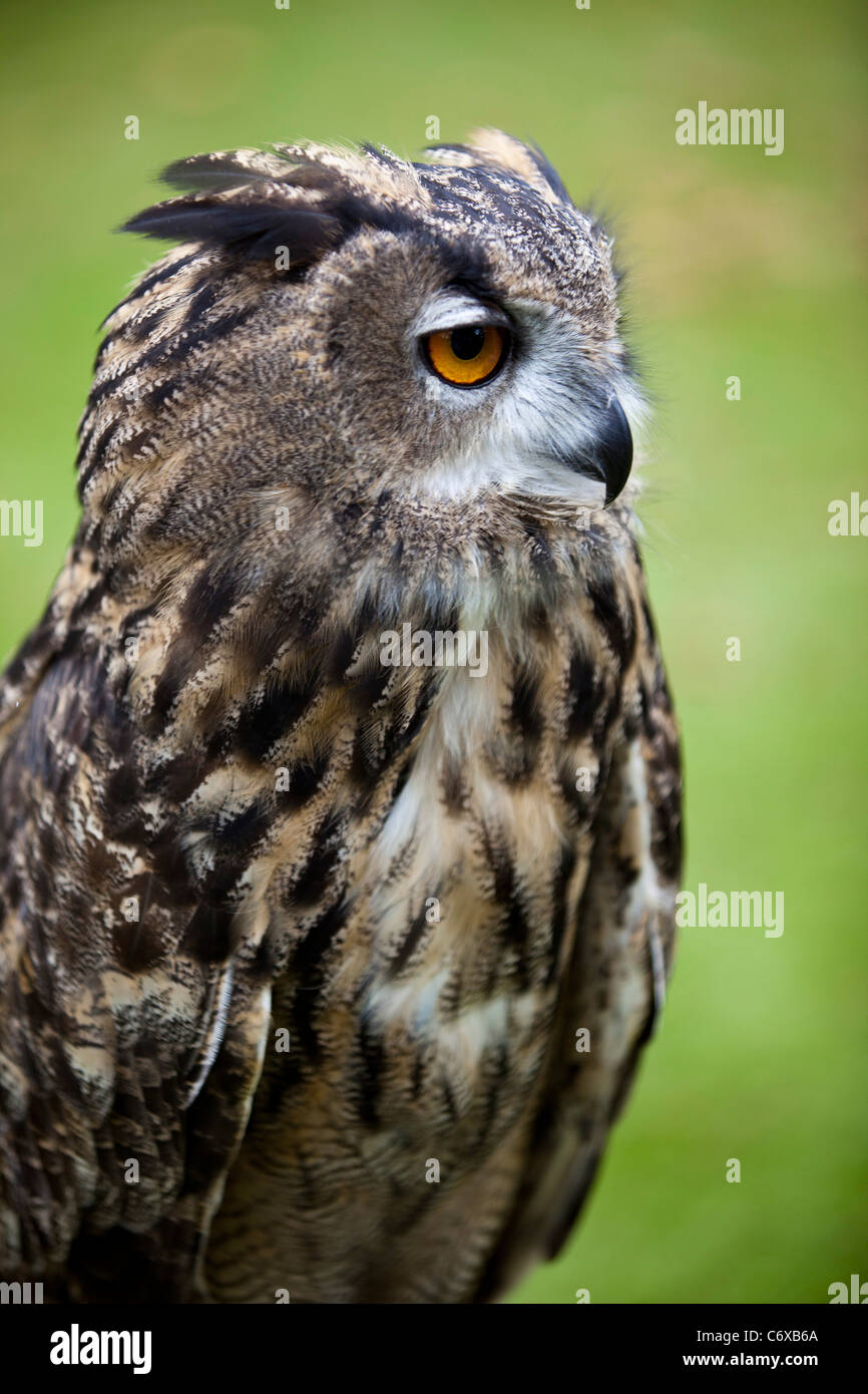 Eagle owl (latin: Bubo bubo) on perch, profile , green background ...