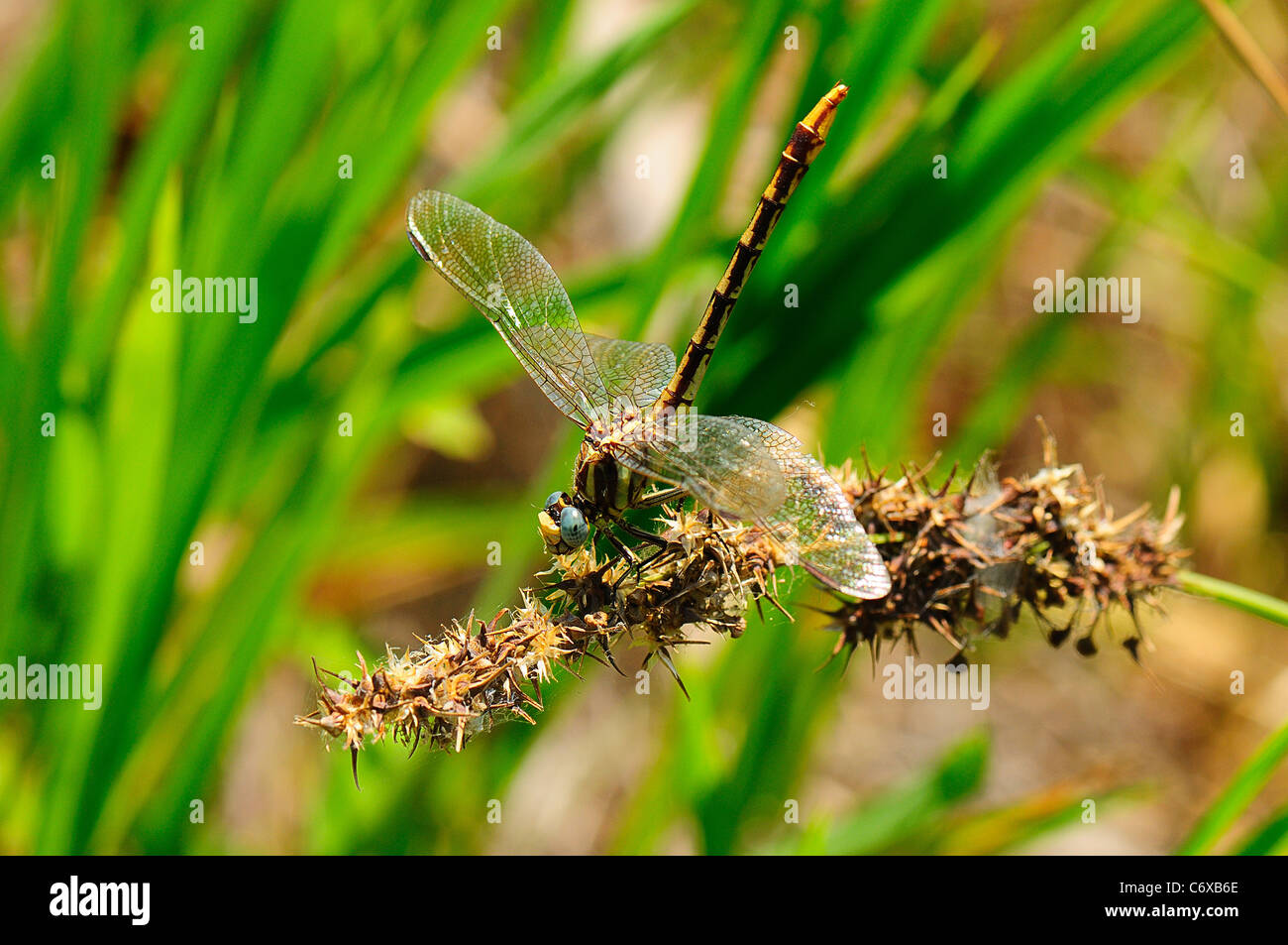 Clubtail hi-res stock photography and images - Alamy