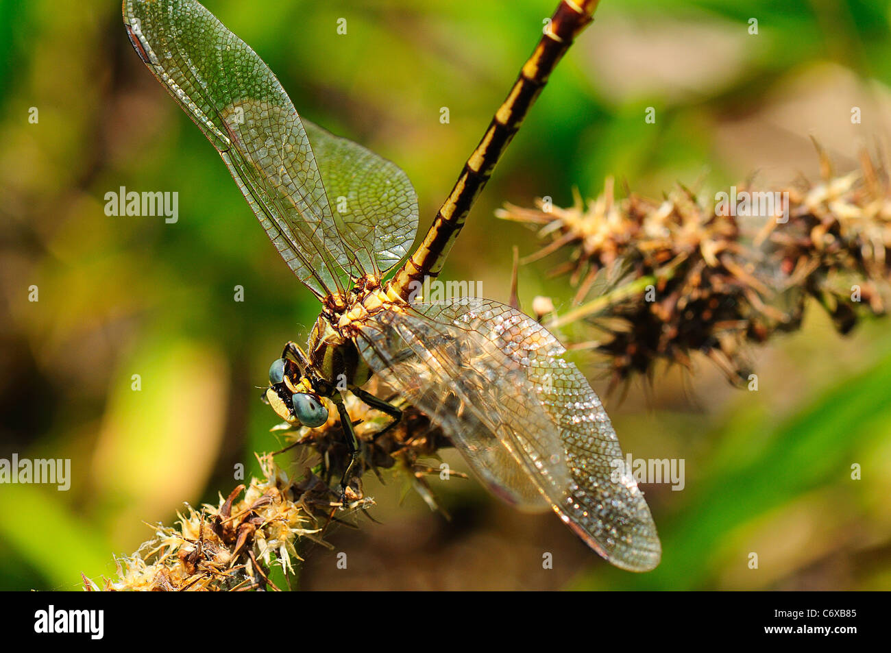 Clubtail hi-res stock photography and images - Alamy