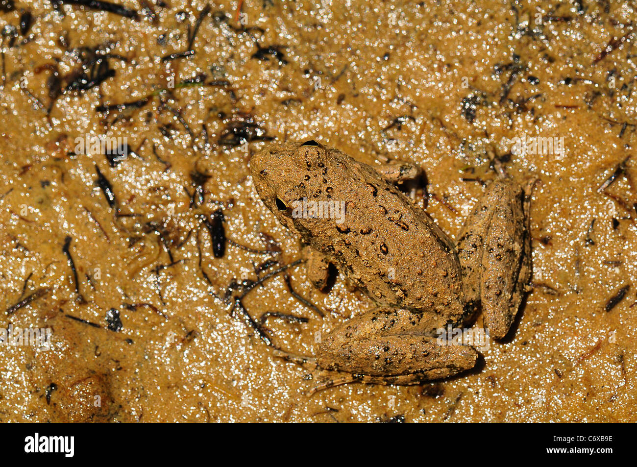 Leopard Frog (Rana sp Stock Photo - Alamy