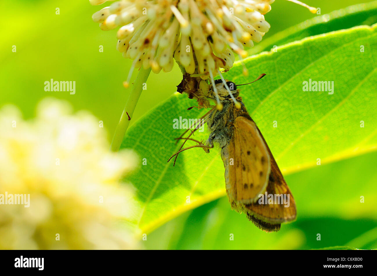 Ambush their prey hi-res stock photography and images - Alamy