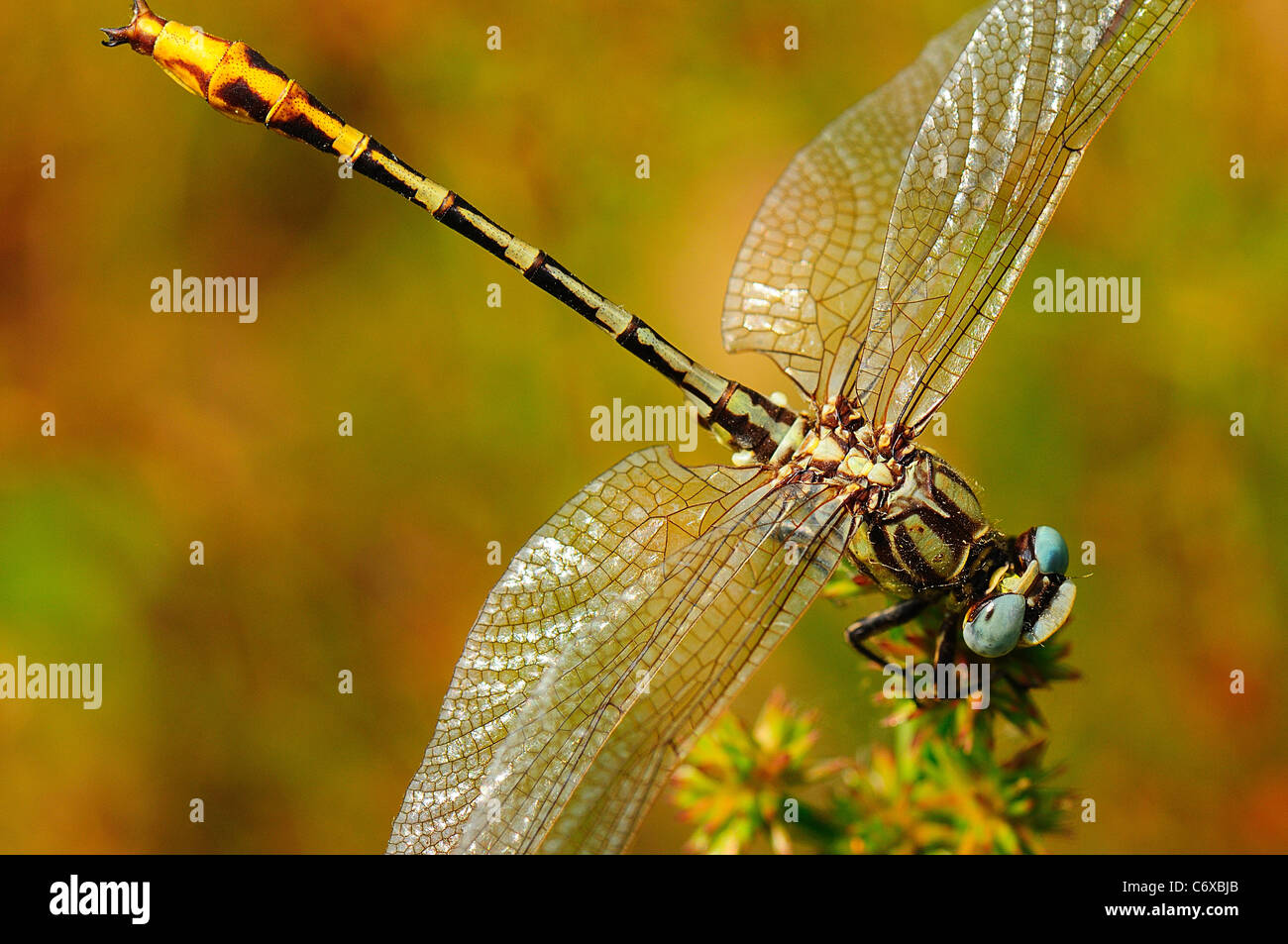 Clubtail hi-res stock photography and images - Alamy