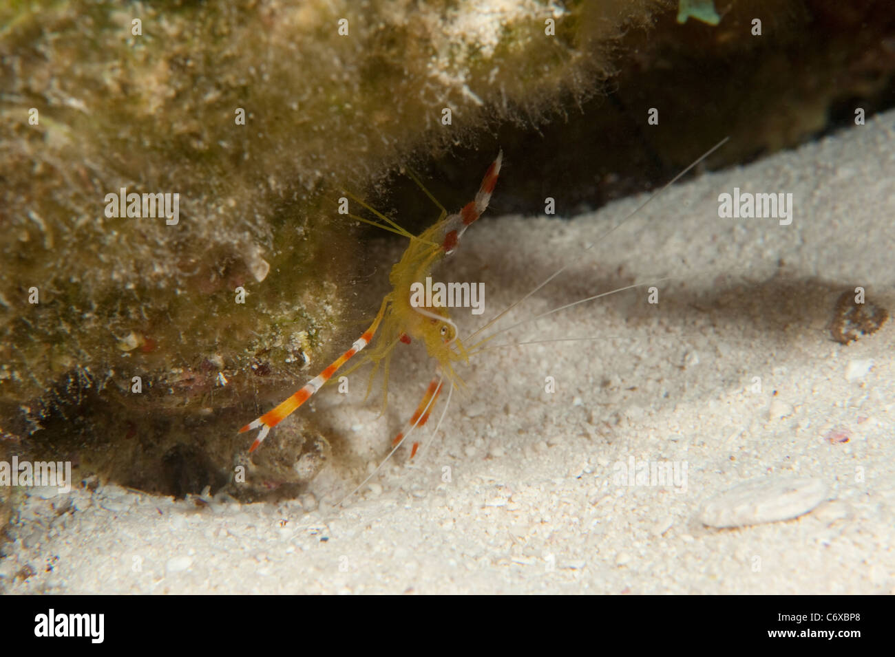 Golden coral shrimp hi-res stock photography and images - Alamy