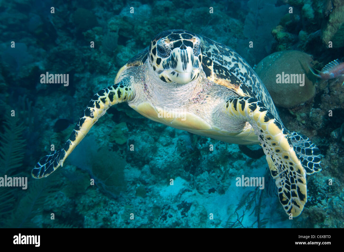 A Hawksbill Turtle on a reef in Belize Stock Photo - Alamy