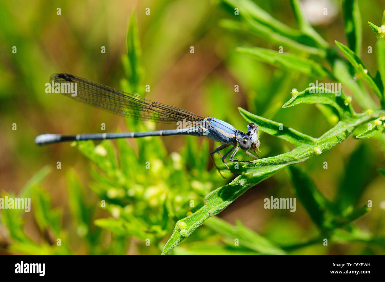 Damselflies zygoptera odonata insect arthropoda hi-res stock photography and images - Alamy