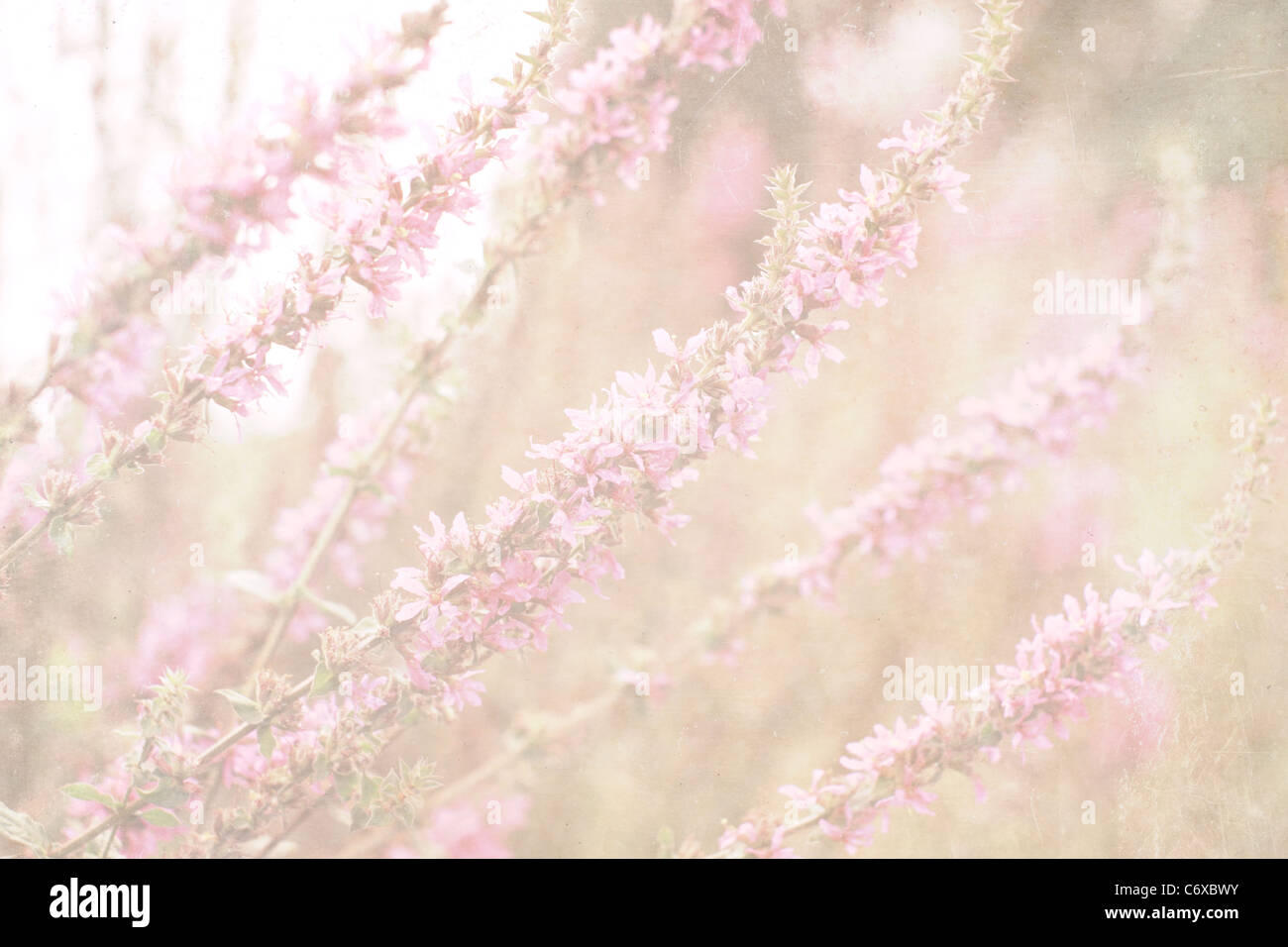 Fine Art textured Image of Pink Flowers in the wind Stock Photo - Alamy