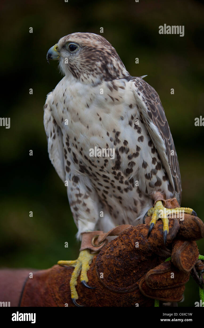Captive wildlife falco faucon peregrine kestrel falcon head hawk ...