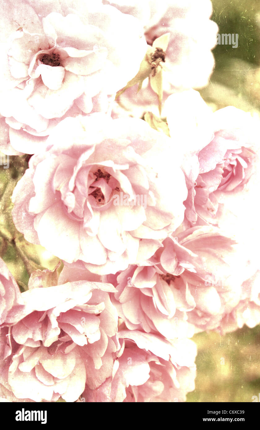 Fine Art Pink Roses Stock Photo - Alamy