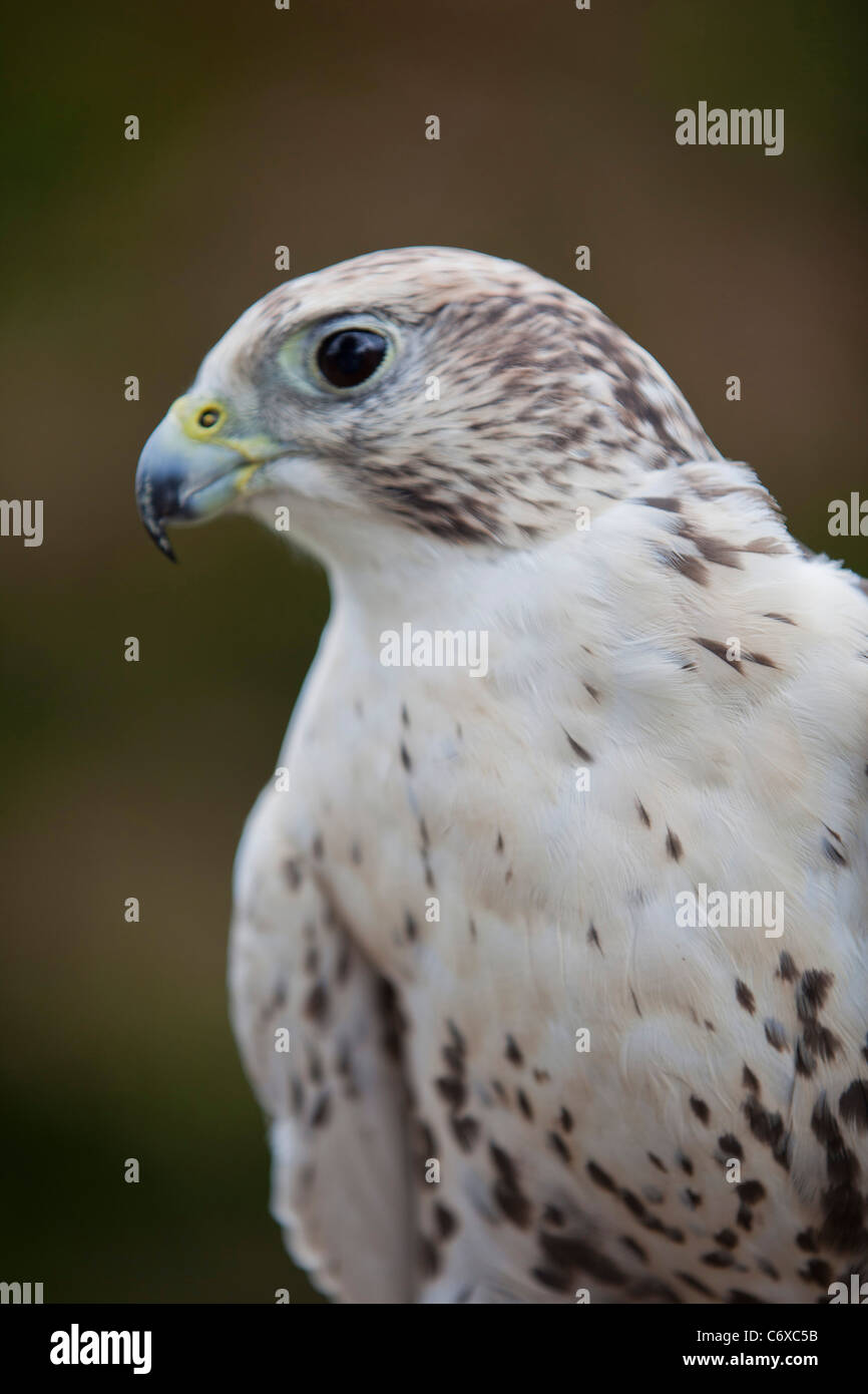 Captive wildlife falco faucon peregrine kestrel falcon head hawk ...