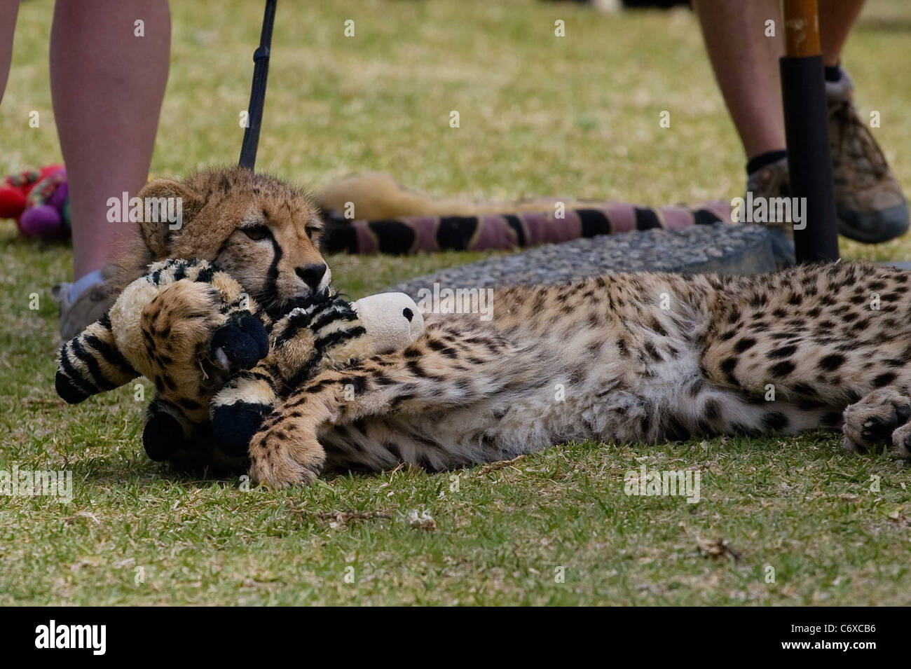 Abandoned cheetah trained for Animal Ambassador programme This nine ...