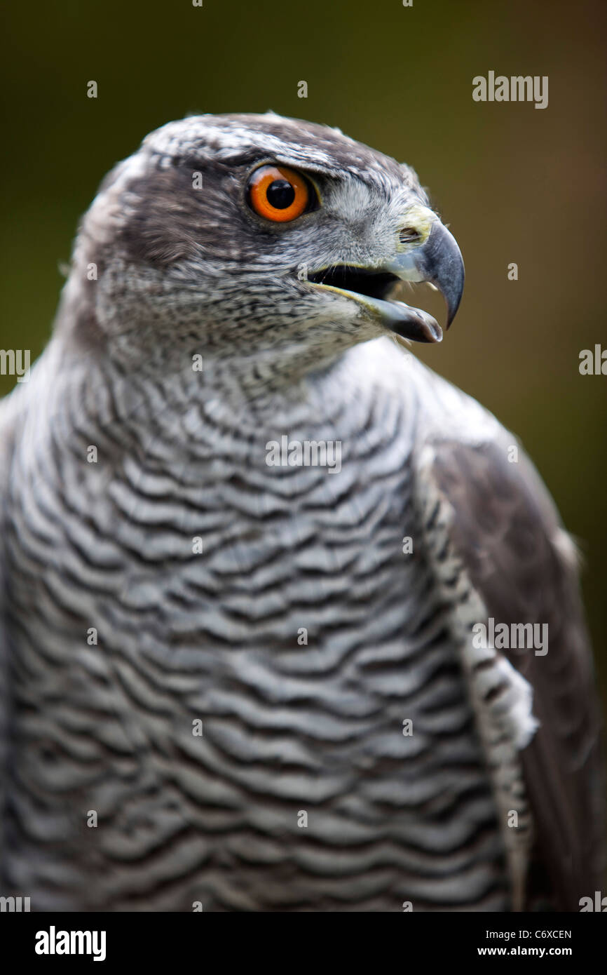 Captive Peregrine Falcon closeup head perched on gauntlet 119986 Bird ...