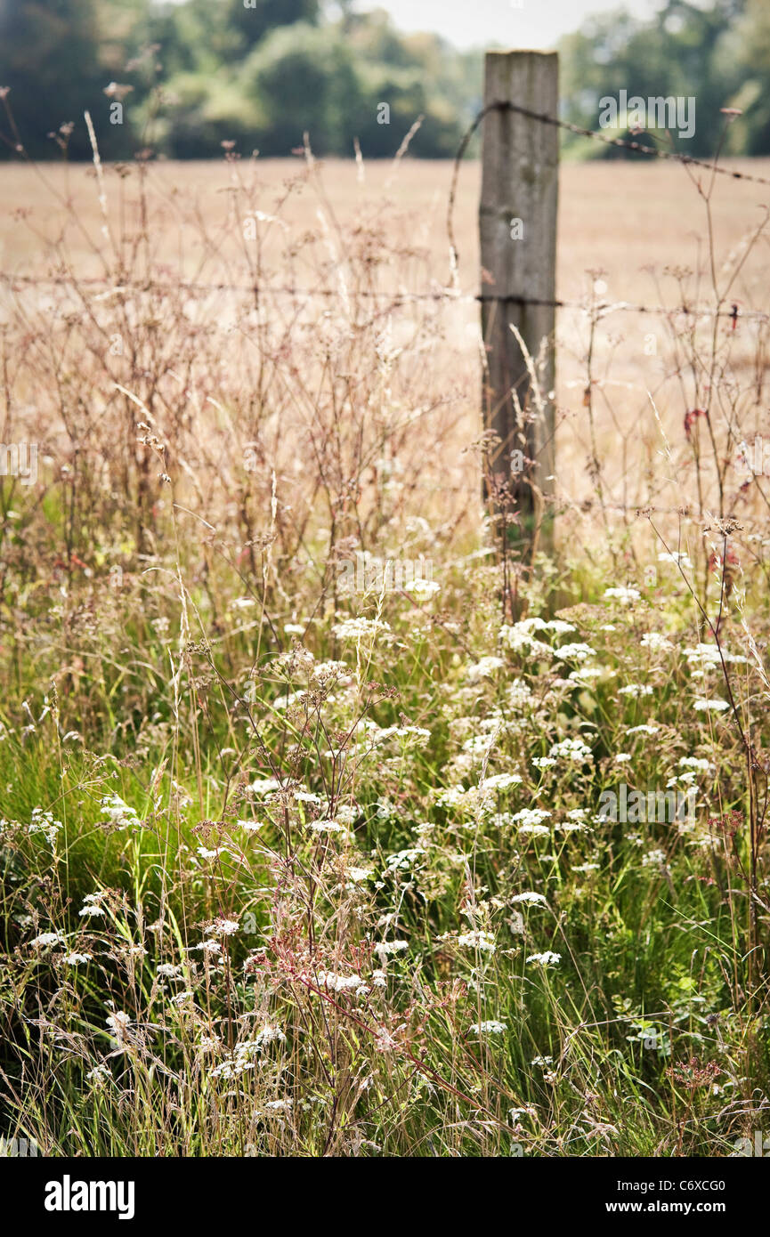 Wild grass growing near a farmer's field Stock Photo - Alamy