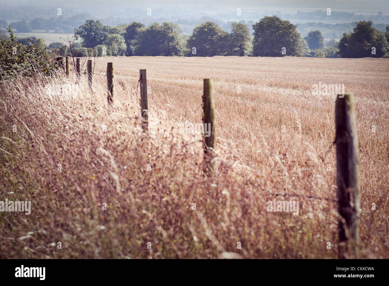 Wild grasses along a fence Stock Photo - Alamy
