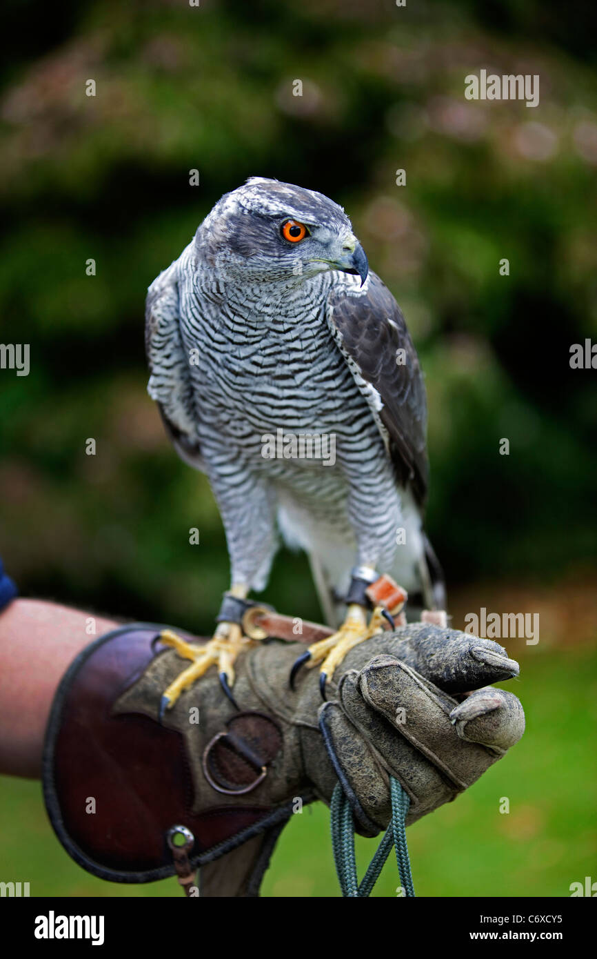 Captive peregrine falcon hi-res stock photography and images - Alamy