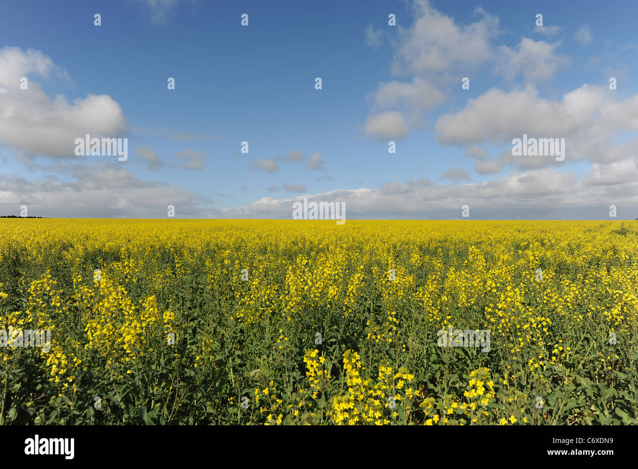 field of oil seed rape (Brassica napus), Shire of Esperance, Western ...
