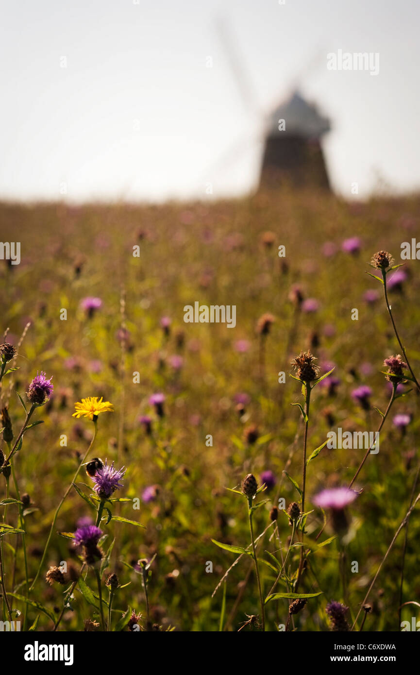Purple windmill hi-res stock photography and images - Alamy